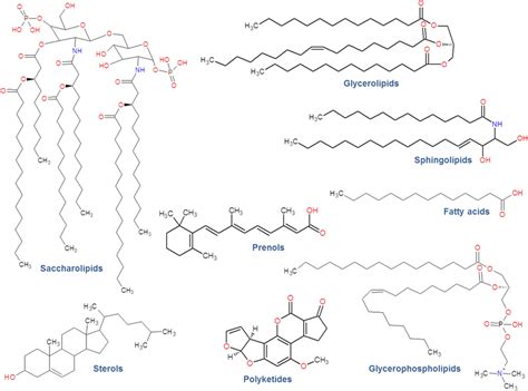 What Are Lipids Structure Function Characteristics Types And Examples Bilarasa