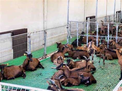 Integrating Goats into Sustainable Farming Systems