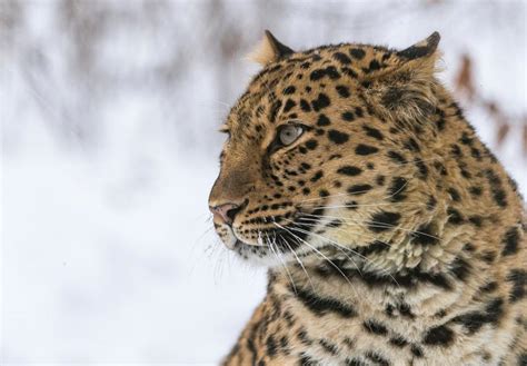Amur Leopard The Worlds Rarest Cat Wwf