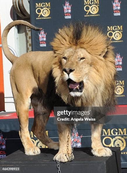 Leo The Lion Of Mgm Poses For The Media At The Metro Goldwyn Mayer