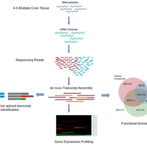 RNA Seq Quality NGS Bioinformatics Data Analysis Services