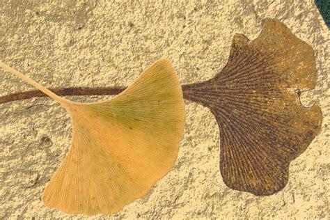 Living Fossil Plants Ginkgo Metasequoia Wollemia