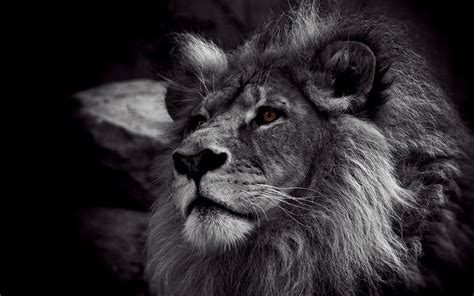 Lion Black Wallpapers Top Free Lion Black Backgrounds Wallpaperaccess