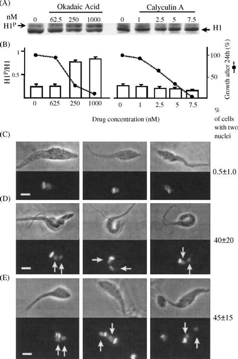 Okadaic Acid But Not Calyculin A Induces Histone H1 Phosphorylation