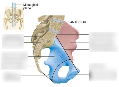 Pelvis 3 Diagram Quizlet