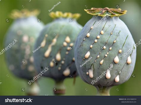 Opium