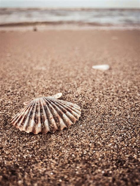 100 Seashell Aesthetic Wallpapers