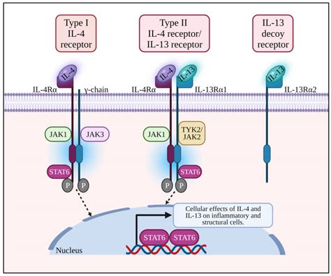 Inspiring Targetinterleukin 4 Receptor Acrobiosystems