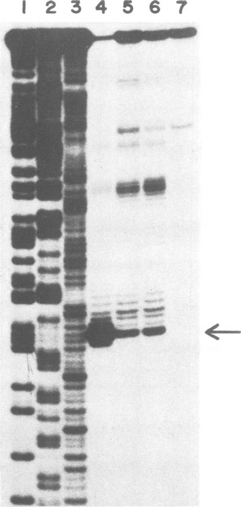 Identification By Si Nuclease Mapping Of The Transcripts Of The Human