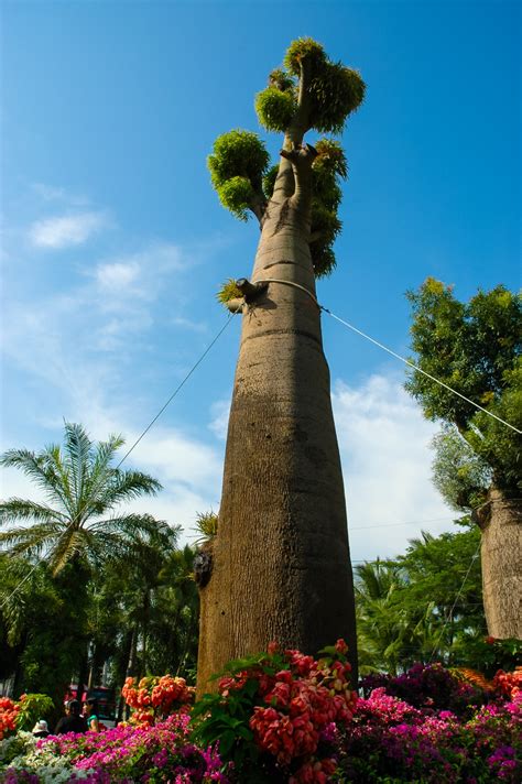 무료 이미지 나무 잎 기념물 동상 로그 공원 경계표 식물학 정원 관광 여행 플로라 조각 꽃 피는 식물