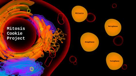 Mitosis Cookie Project By Lia Romero On Prezi