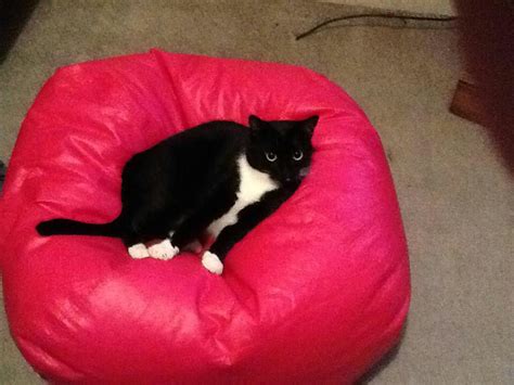 Cats Bean Bag Chair Unique Home Decor