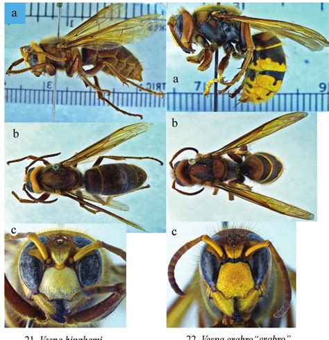 S 21 And 22 Vespa Color Forms A Lateral View B