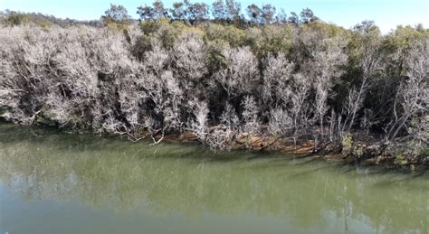 Marine Macrophytes Department Of Primary Industries