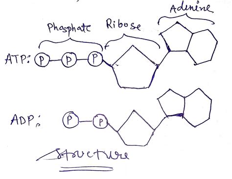 Atp And Adp Cycle 1 Pdf Name Your Cells Require Energy To Carry Out