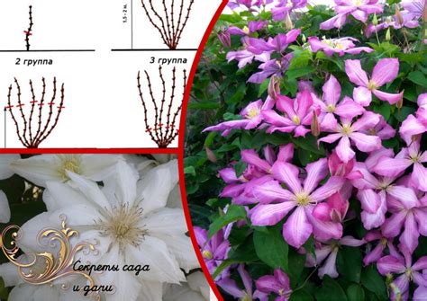 Клематисы Сорта С Фото И Описанием – Telegraph