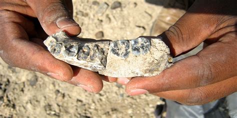 Oldest Hominid Fossil Ever Discovered Business Insider Oldest Hominid Fossil Ever Discovered Business Insider