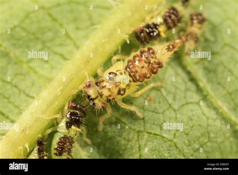 Treehopper Nymphs Entylia Carinata Stock Photo Alamy