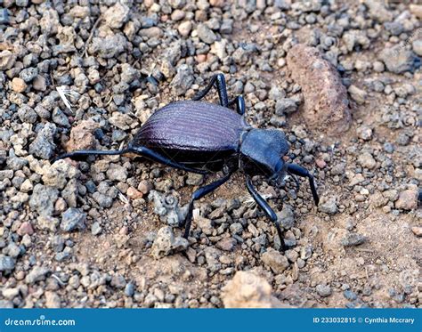 Tenebrionidae Darkling Beetles