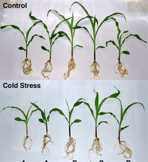 Effect Of Different Concentrations Of 24 Epibrassinolide On Plant