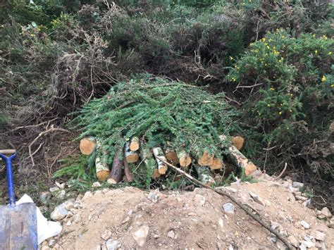 Adder Mitigation On The Trunk Road Network Richard Green Ecology