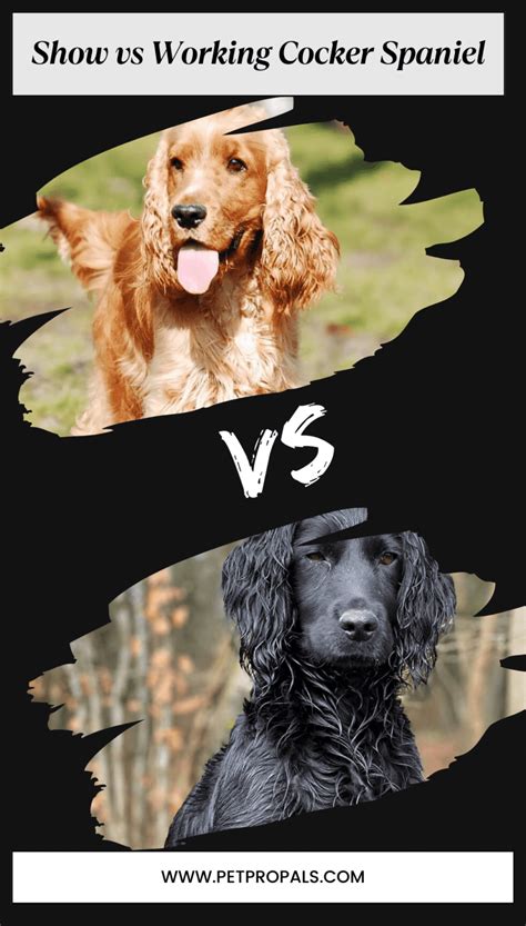Show Vs Working Cocker Spaniel 15 Key Differences In 2025