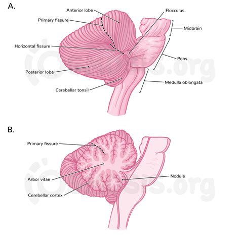 Cerebellum Diagram