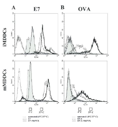 Facs Analysis Of Imddcs And Mmddcs Pulsed With E7 Fitc Panel A And Download Scientific