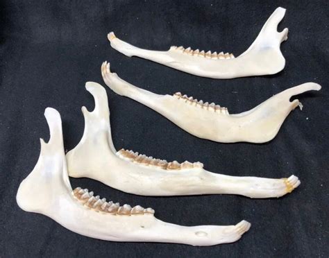 Deer Mouth Bone