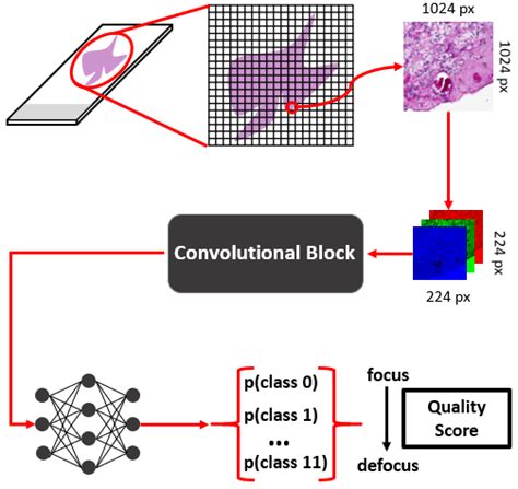 Schematic Representation Of The Model Architecture Download Scientific Diagram