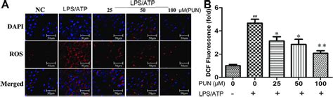 Intracellular Ros Concentration Determined By Fluorescence Microscope