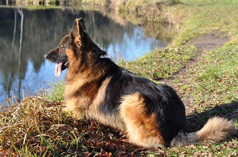 Guide Des Races De Chiens Le Berger Allemand