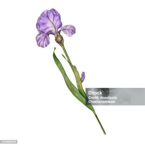 보라색 아이리스 꽃 손으로 그렸습니다 흰색 배경에 고립되어 있습니다 수채화 식물 그림입니다 여름 프로방스 꽃 초대장 포스터 문구류 및 실내 장식 요소에 적합합니다 개성