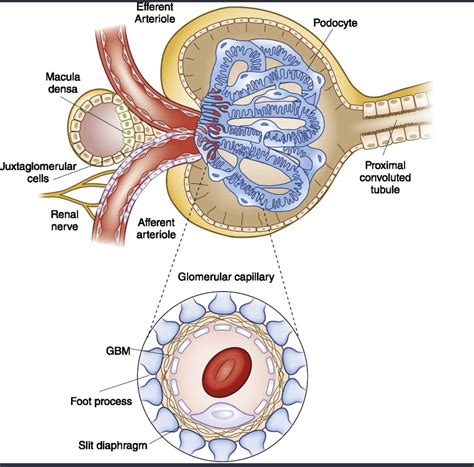 Glomerulus And Bowmans Capsule