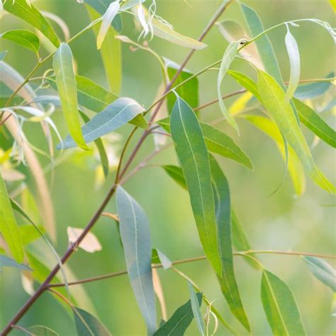 Eucalyptus Peppermint Natures T