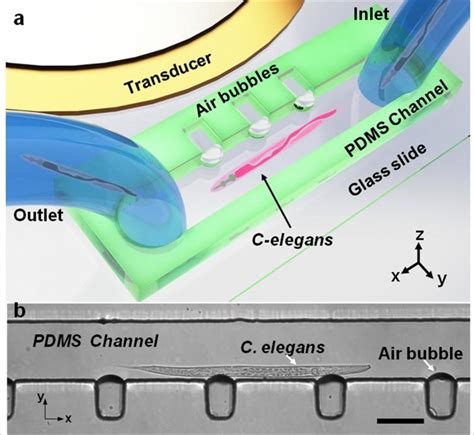 Microfluidic Devices Gently Rotate Small Organisms And Cells Medical Design And Outsourcing