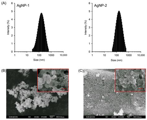 Silver Composited Polydopamine Nanoparticles Antibacterial And Antioxidant Potential In