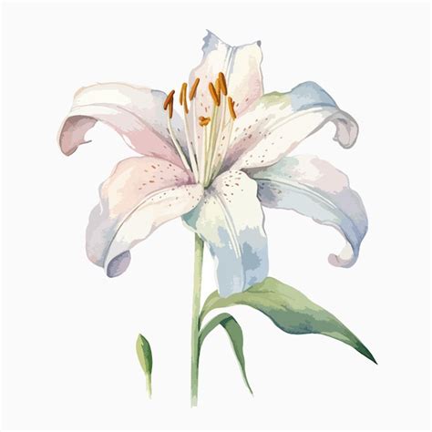 Premium Vector Lily Flower Depicted In A Watercolor Artwork