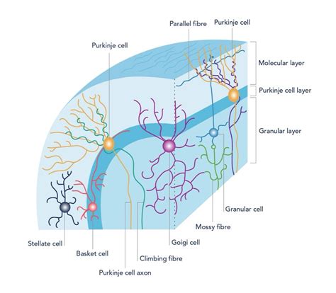 A Guide To Immunostaining The Cerebellum Proteintech Group