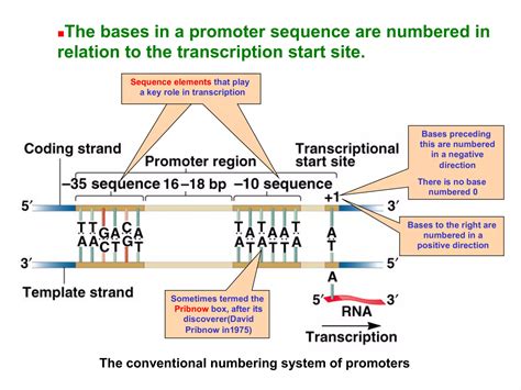 Transcription Of DNA To RNA By Dr Anurag Yadav PPT