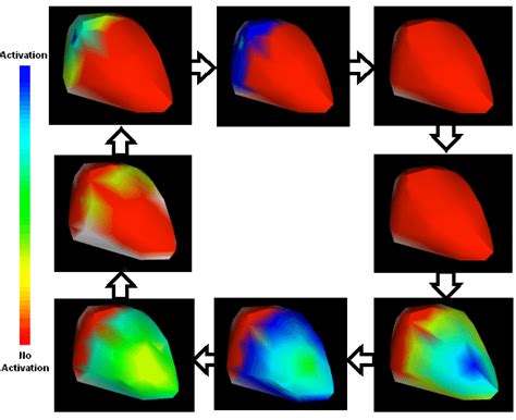 Simulated Dynamic Cardiac Map Prior To Texture Mapping Onto Cardiac