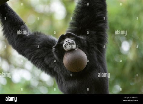 Siamang Gibbon Hylobates Syndactylus Vocalising Vocal Pouch Inflated