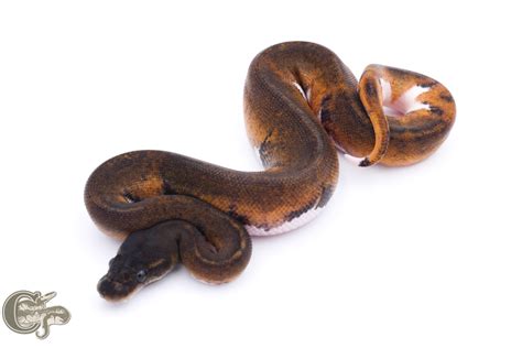 Mahogany Ball Python Traits Morphpedia