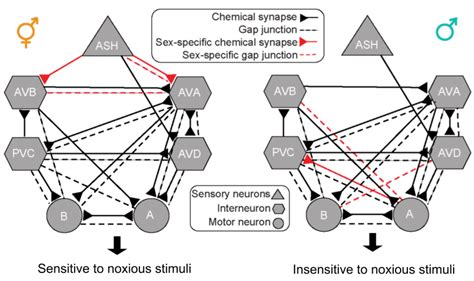 Sex Specific Topology Of The Nociceptive Circuit Shapes Dimorphic