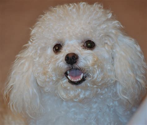 Silvieon Thursday Sequestration