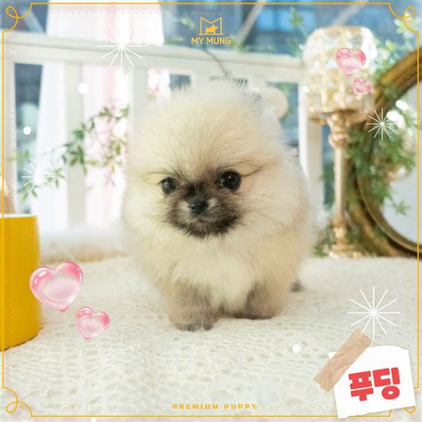 세이블포메 Pomeranian 마이멍