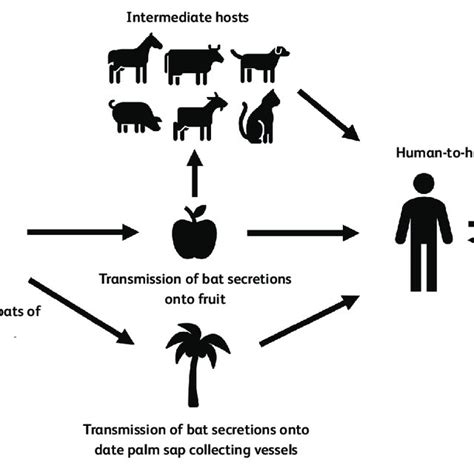 Possible Routes For Disease Transmission Of Nipah Virus Encephalitis