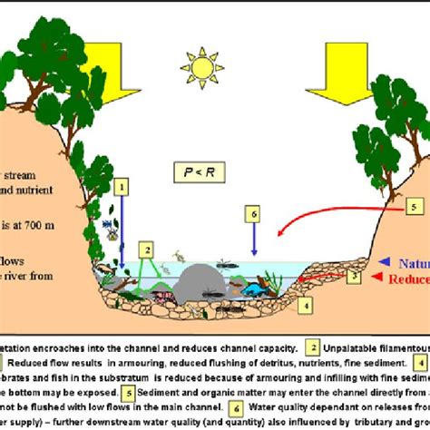 An Example Of A Conceptual Diagram For The ‘alteration Of The Aquatic Download Scientific