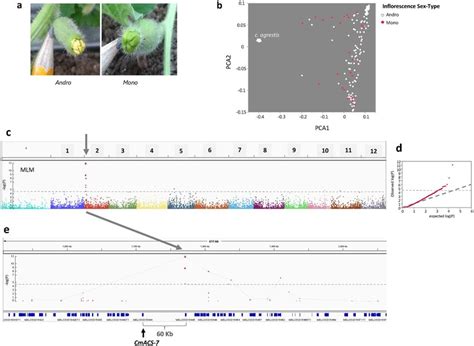 Mapping Of Flower Sex Expression A Examples Of Monoecious Right Download Scientific
