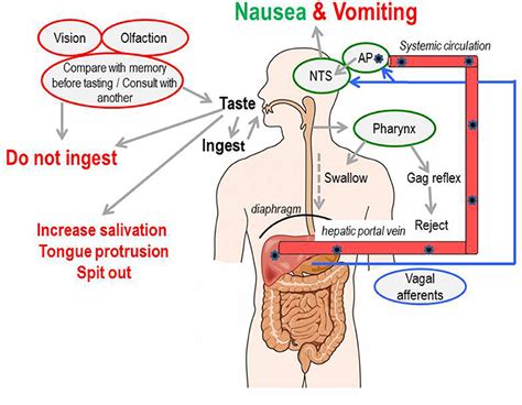 Gag Reflex Pathway